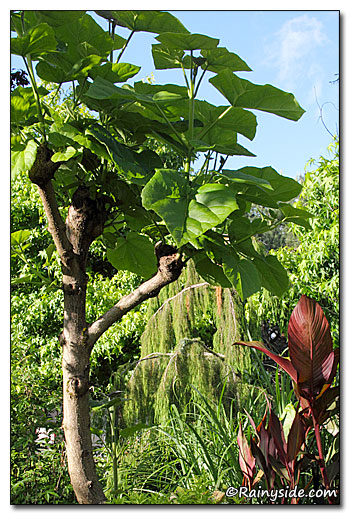 A Gallery of Foliage Plants