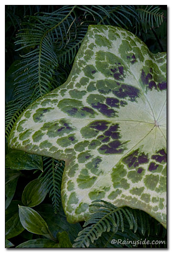 A Gallery of Foliage Plants