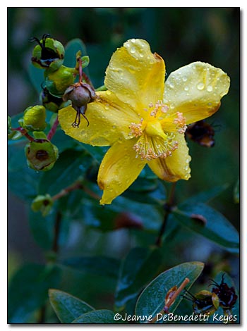 Flowers in Bloom at Lan Su Chinese Garden
